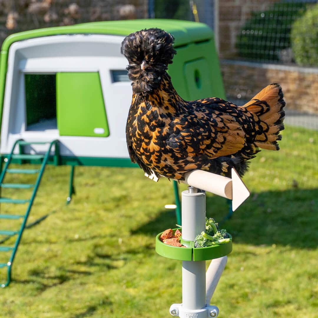 Freestanding Chicken Perch - Perching Pleasure Kit - Omlet