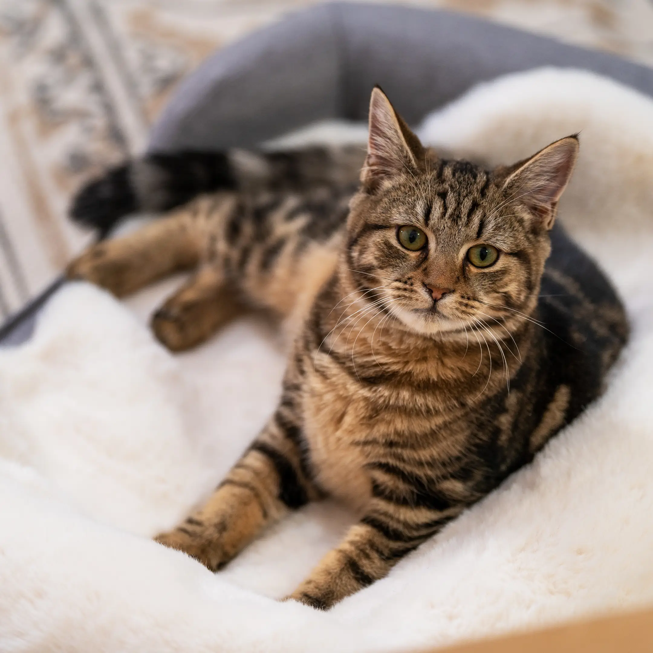 Luxury Faux Sheepskin Cat Blanket - Medium - Omlet